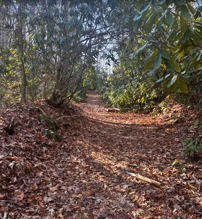 Sunlight filters through dense rhododendron tunnels creating an almost mystical pathway through the mountain wilderness.