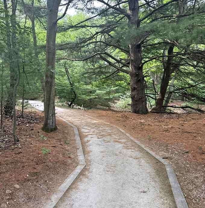 Graceful curves guide you beneath spreading branches where pine needles blanket the earth in nature's softest, most fragrant carpet.