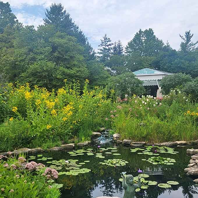 A tranquil garden pond where lily pads float like nature's own lazy Susan, surrounded by cheerful blooms and summer serenity.