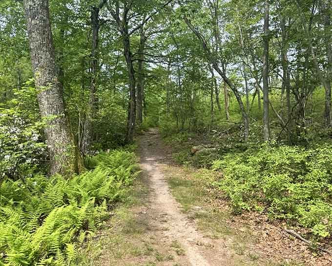 Bright ferns line this quiet trail through towering trees, creating a green corridor that feels wonderfully remote.