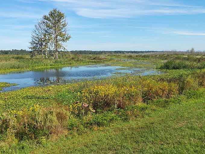 Mangroves create their own little island in the winding creek, a green oasis surrounded by tea-stained water.