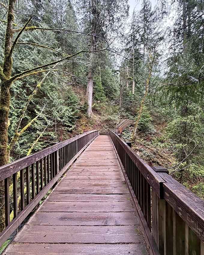 The wooden walkway curves gently through lush greenery, guiding you deeper into forest that smells like pure oxygen.