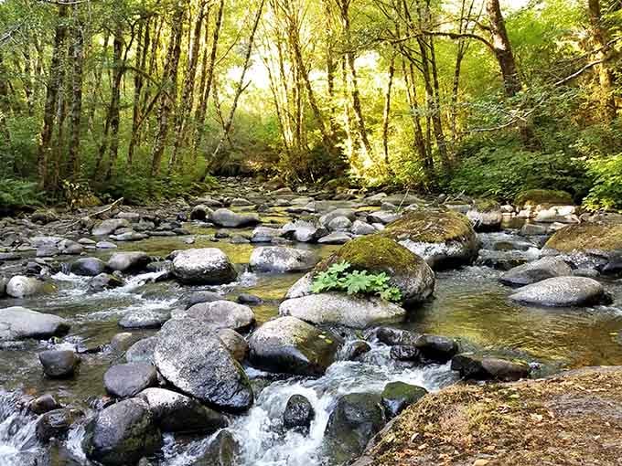 Sunlight dances through the canopy onto this babbling creek, where smooth stones have been polished by centuries of water.