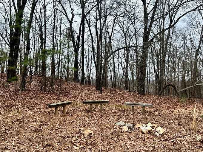 Three weathered benches sit among fallen leaves, offering the perfect spot for a quiet woodland picnic.