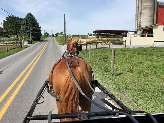 From the horse's perspective, this peaceful country road beats highway traffic any day, and honestly, they're not wrong about that.