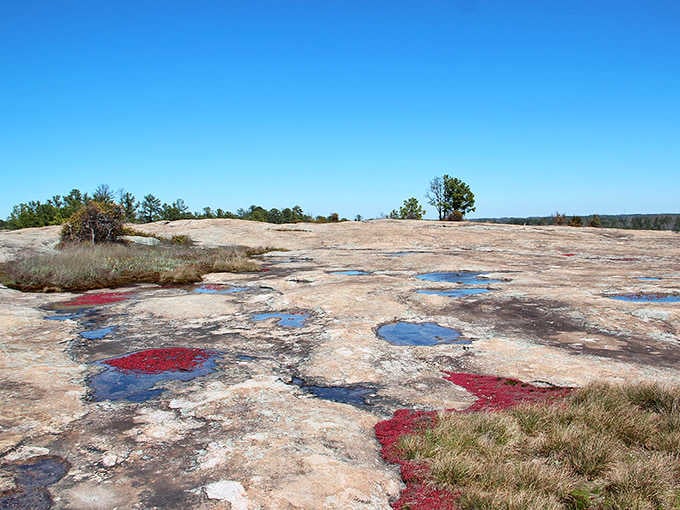 Those colorful pools scattered across the stone surface look like nature's own abstract art installation come alive.