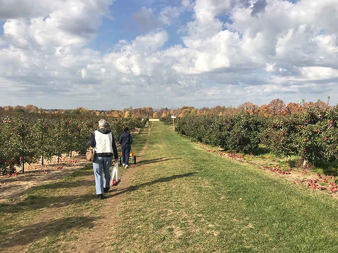 Two friends stroll between apple-laden trees on a crisp fall day, bags ready to fill with nature's candy straight from the branch.