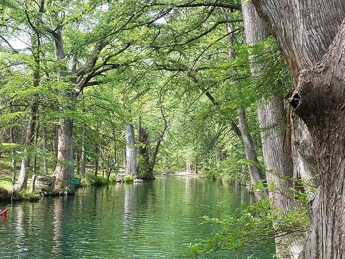 Emerald water mirrors the towering trees above, creating a peaceful swimming spot that feels like paradise found.