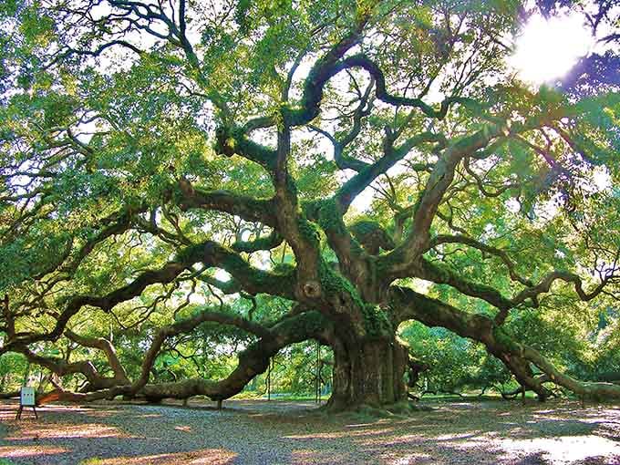 This magnificent oak spreads its ancient arms wide, offering shade and wonder to anyone wise enough to stop.