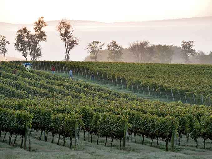 Dawn mist drifts across these grapevines like nature's own special effect, promising bottles of wine worth bragging about to friends.