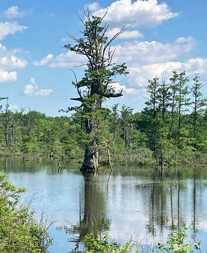 Ancient cypress sentinels stand guard in the flooded forest, their reflections doubling the otherworldly beauty around them.