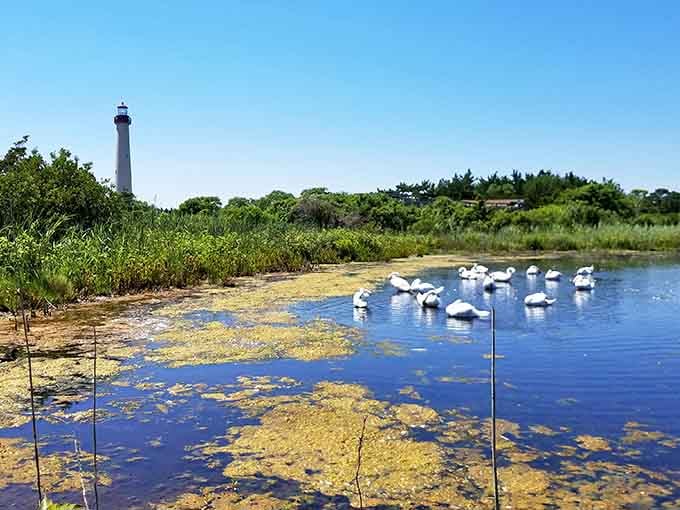 White birds gather in the marsh while the lighthouse watches over them like a patient guardian of the wetlands.