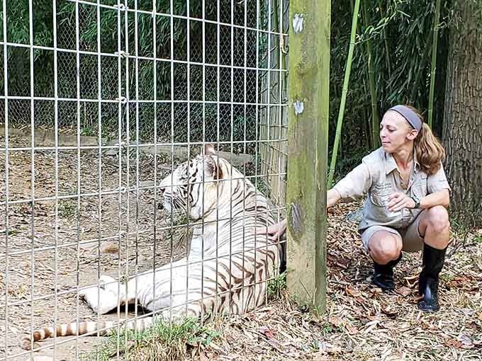 Getting this close to a majestic tiger creates a thrilling connection between visitor and one of nature's most powerful predators.