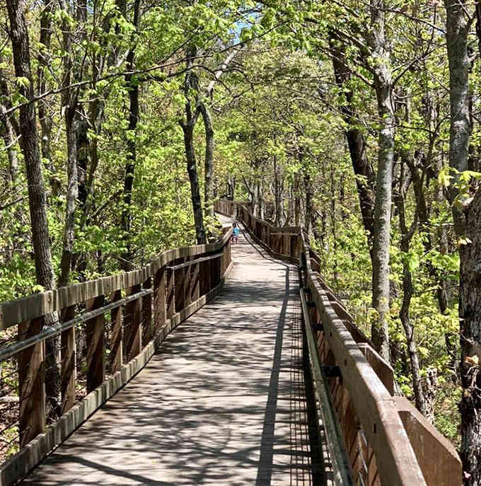 Forest trails wind through mountain beauty where every step brings views that stretch across state lines.