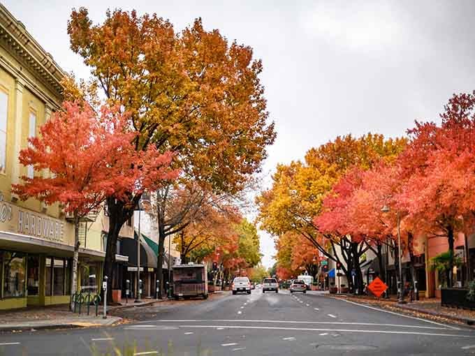 Fall foliage transforms Main Street into a painting where every tree competes for most dramatic color.