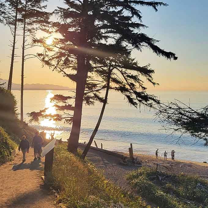 Golden sunset light filters through coastal pines, creating a scene worthy of a Bob Ross painting session.