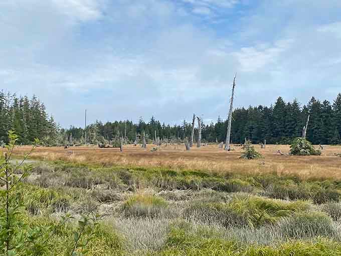 The standing dead create a stark contrast against living forest, a powerful reminder of nature's unstoppable forces.