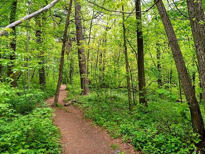 This forest trail glows with that perfect green light that makes you want to skip instead of walk.