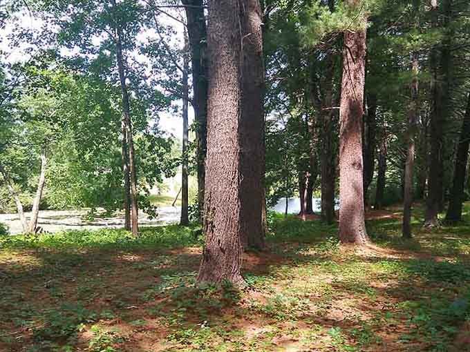 Massive pines frame the shimmering water beyond, offering hikers a postcard-perfect view worth every single step.