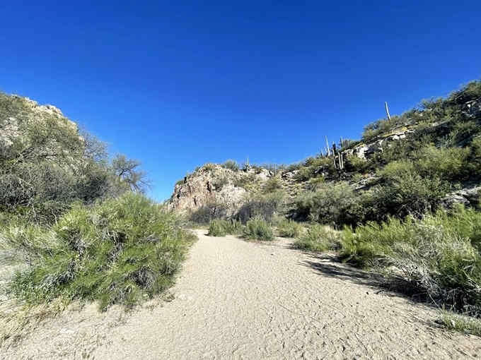 Desert trails wind between ancient saguaros and palo verde trees, creating nature's most perfect hiking corridor.