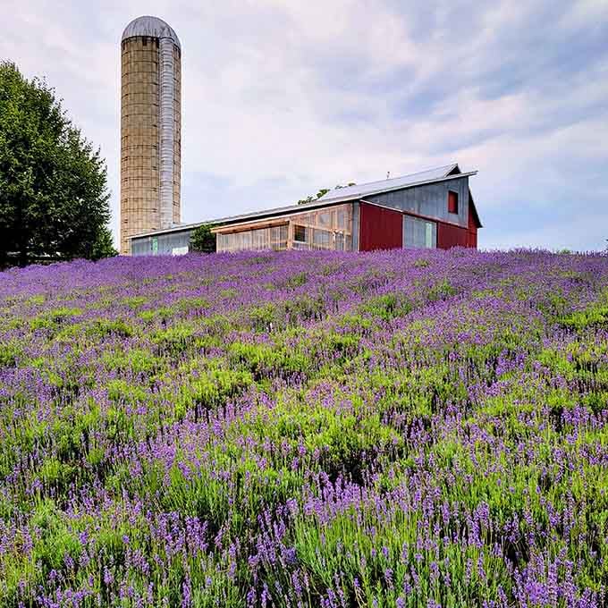 Classic red barn and weathered silo stand sentinel over lavender fields blooming beneath a rainbow's gentle arc.