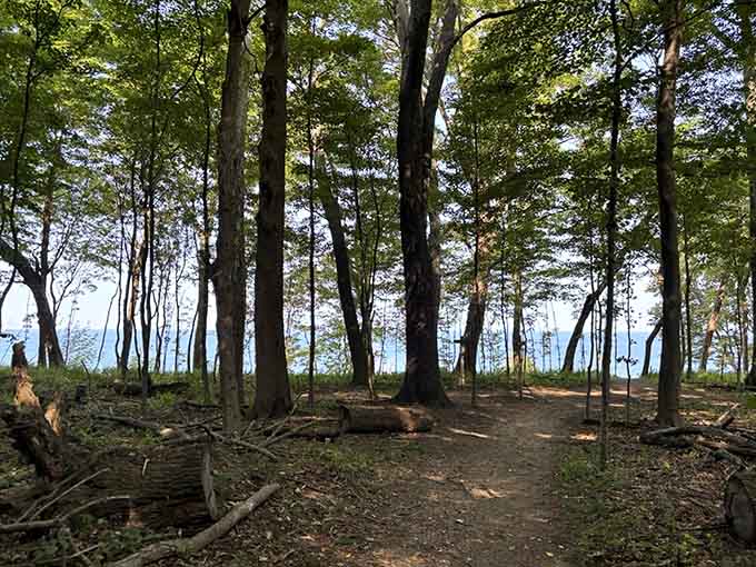 Towering trees create natural columns along this forest path, like walking through nature's own cathedral without the collection plate.