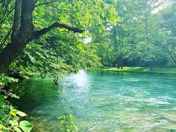 Emerald water glows beneath overhanging trees, creating reflections so perfect you'll question which way is up in this tranquil paradise.