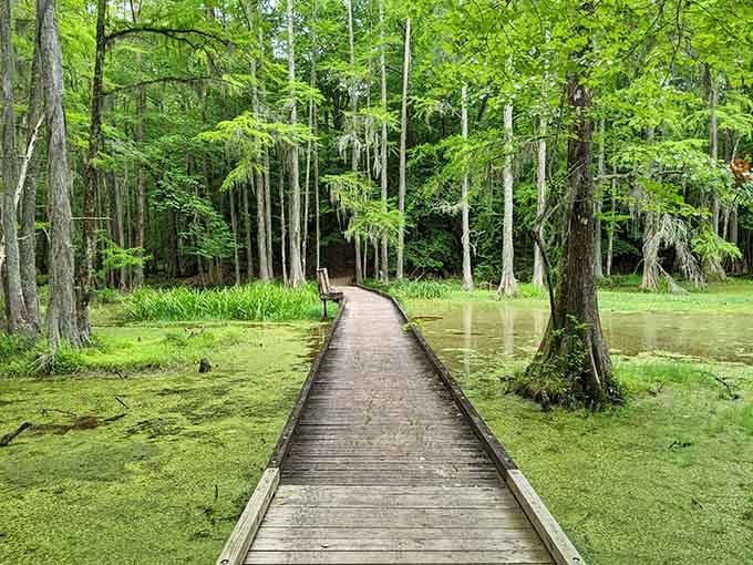 The boardwalk stretches through ancient cypress trees rising from emerald water, creating a scene straight from prehistoric times.
