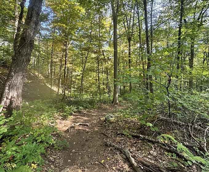 Tree roots crisscross this hillside path like nature's own staircase, adding character to every careful step forward.