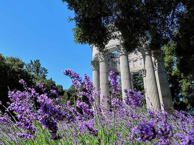 Purple lavender blooms frame classical columns in a garden that proves ancient Greece had excellent taste in architecture.