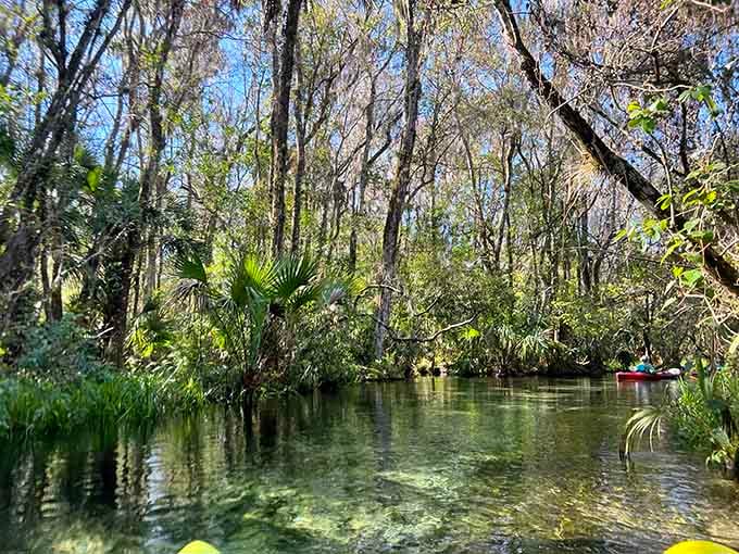 A kayaker paddles through this jungle waterway where Spanish moss drapes overhead like nature's own curtains.