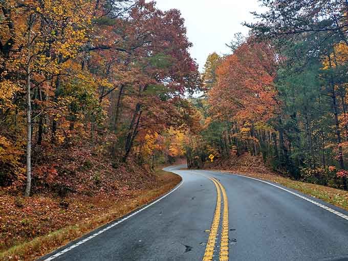 Autumn leaves frame the road ahead like nature's own welcome mat inviting you to keep exploring.
