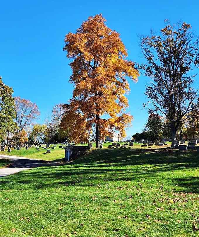 That towering tree blazes with October fire, standing guard over generations resting beneath its protective branches since horse-and-buggy days.