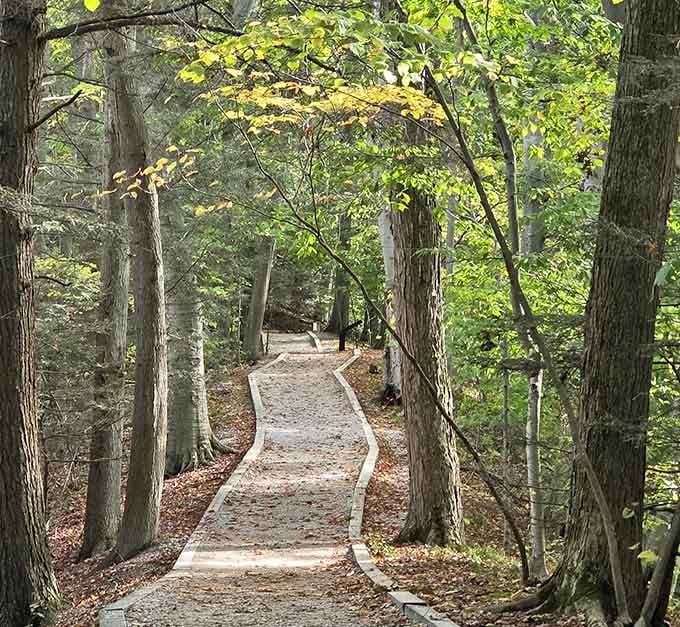 Golden hour transforms ordinary trees into a cathedral of amber light, where every leaf seems to glow from within.