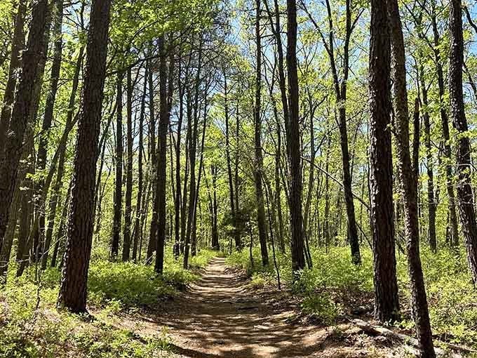Towering pines line this cathedral-like path, their straight trunks standing guard like nature's own honor brigade.