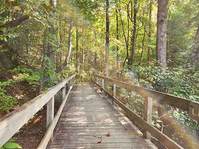 The wooden walkway curves gently through dappled sunlight, inviting you deeper into the peaceful embrace of towering trees.