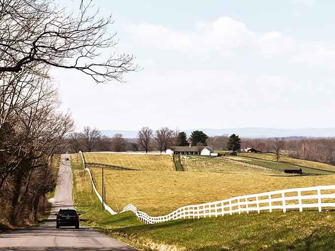 White fencing ripples across golden fields in waves that would make any Kentucky horse farm jealous of Virginia.