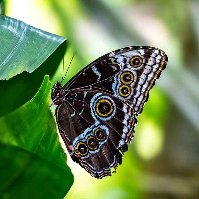 Nature's living jewelry: A blue morpho butterfly displays its mesmerizing eyespots, each one a masterpiece of evolutionary artistry on vibrant green canvas.