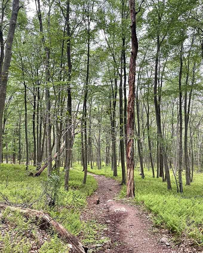 Slender trees stand like sentinels along this peaceful path, their trunks creating patterns that photographers dream about.
