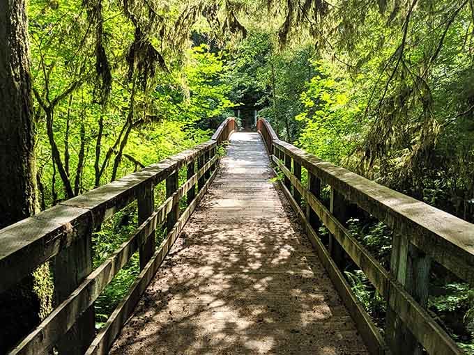 This wooden bridge leads deeper into the forest, beckoning you forward like a path from a childhood storybook.