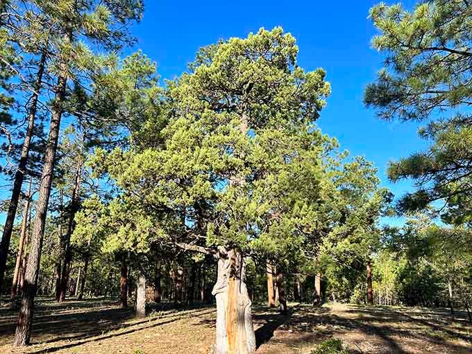 These towering pines have seen more Arizona history than any textbook could ever capture properly.