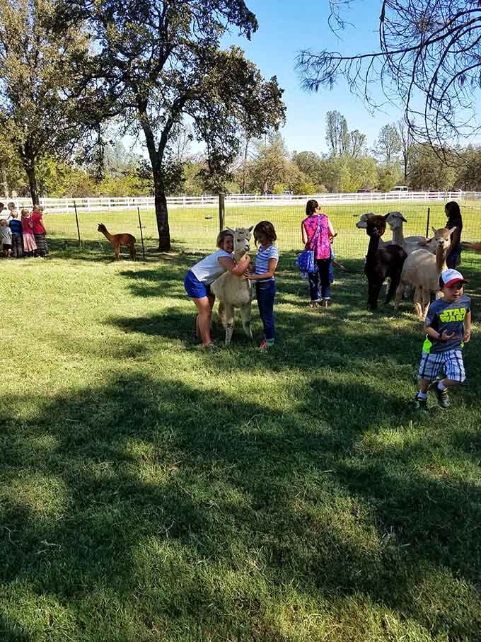 The universal language of joy needs no translation when soft alpacas and curious children meet under oak trees.