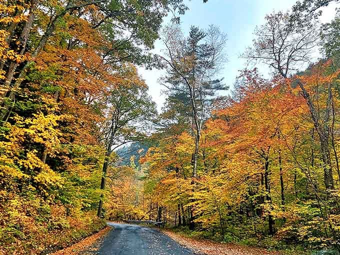 Fall foliage turns the access road into a tunnel of gold that belongs on a postcard.