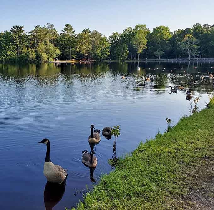 The local geese have clearly decided Lake Nummy is their personal resort, and honestly, can you blame them?