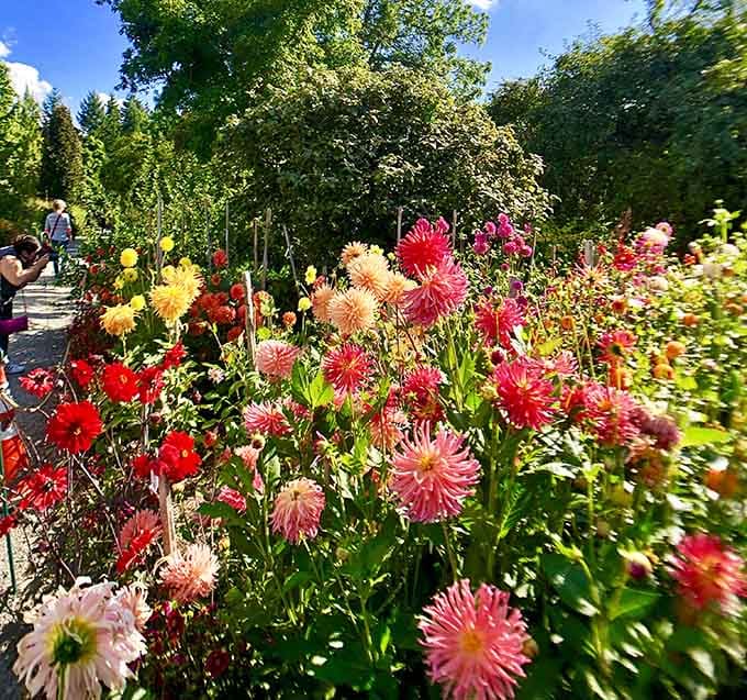 Dahlias in full bloom create a color explosion that makes your neighbor's petunias look positively shy by comparison.