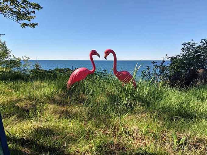 Someone's got a sense of humor, because those pink flamingos overlooking Lake Superior are absolutely perfect in their absurdity.