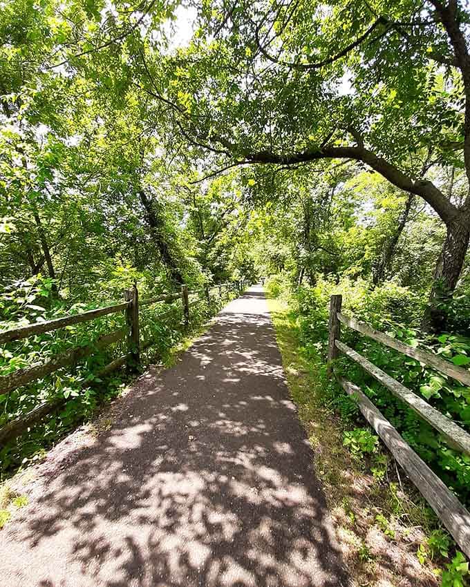 Dappled shade creates the perfect walking conditions, like someone installed natural air conditioning along this tree-lined path.