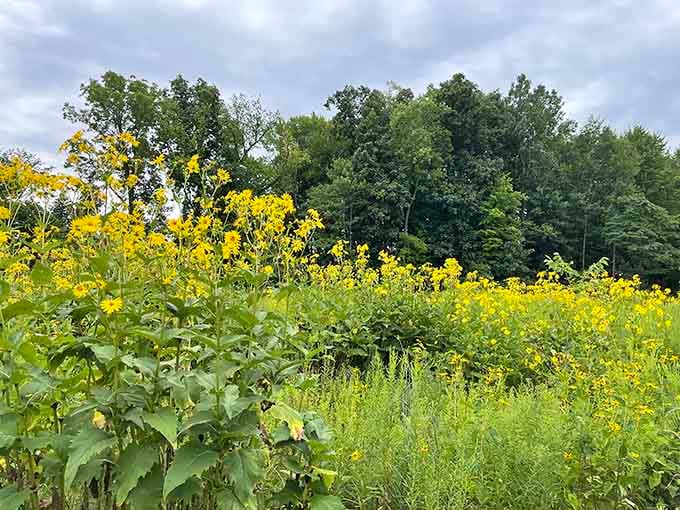 Summer wildflowers turn the meadows into a golden sea that would make Van Gogh reach for his brushes.