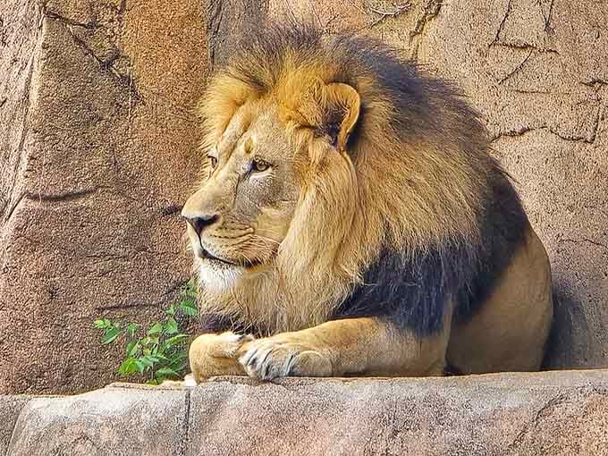 The king of the jungle looks like he's contemplating life's big questions or maybe just his next nap.