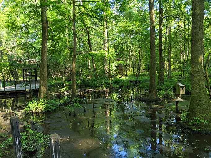 Nature's cathedral, where ancient trees and still waters create the kind of peace money can't buy.